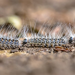 Eiken processierups - Huisartsenspoedpost Maastricht en Heuvelland